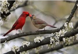 il BACIO dell’uccello rosso, di Grazia Apisa, 5 febbraio 2012 – LUOGHI ...