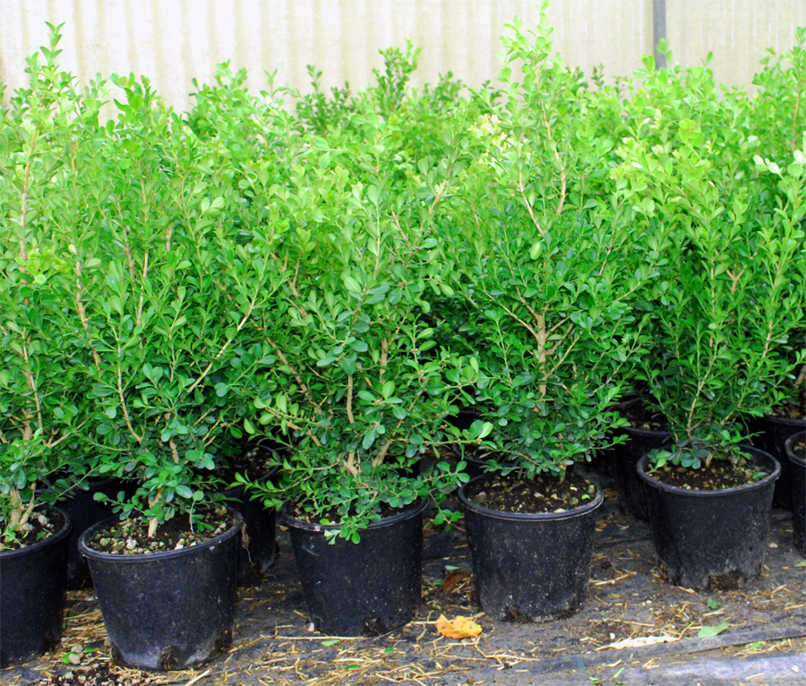 il BOSSO, caratteristiche, cura e coltivazione – rimando al sito ...