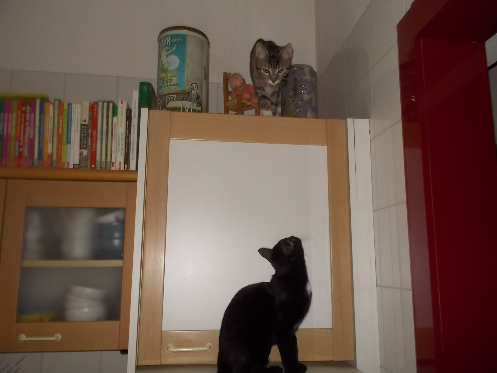 gatto GIN nella sua fase di esploratore degli scaffali. E la curiosa ...