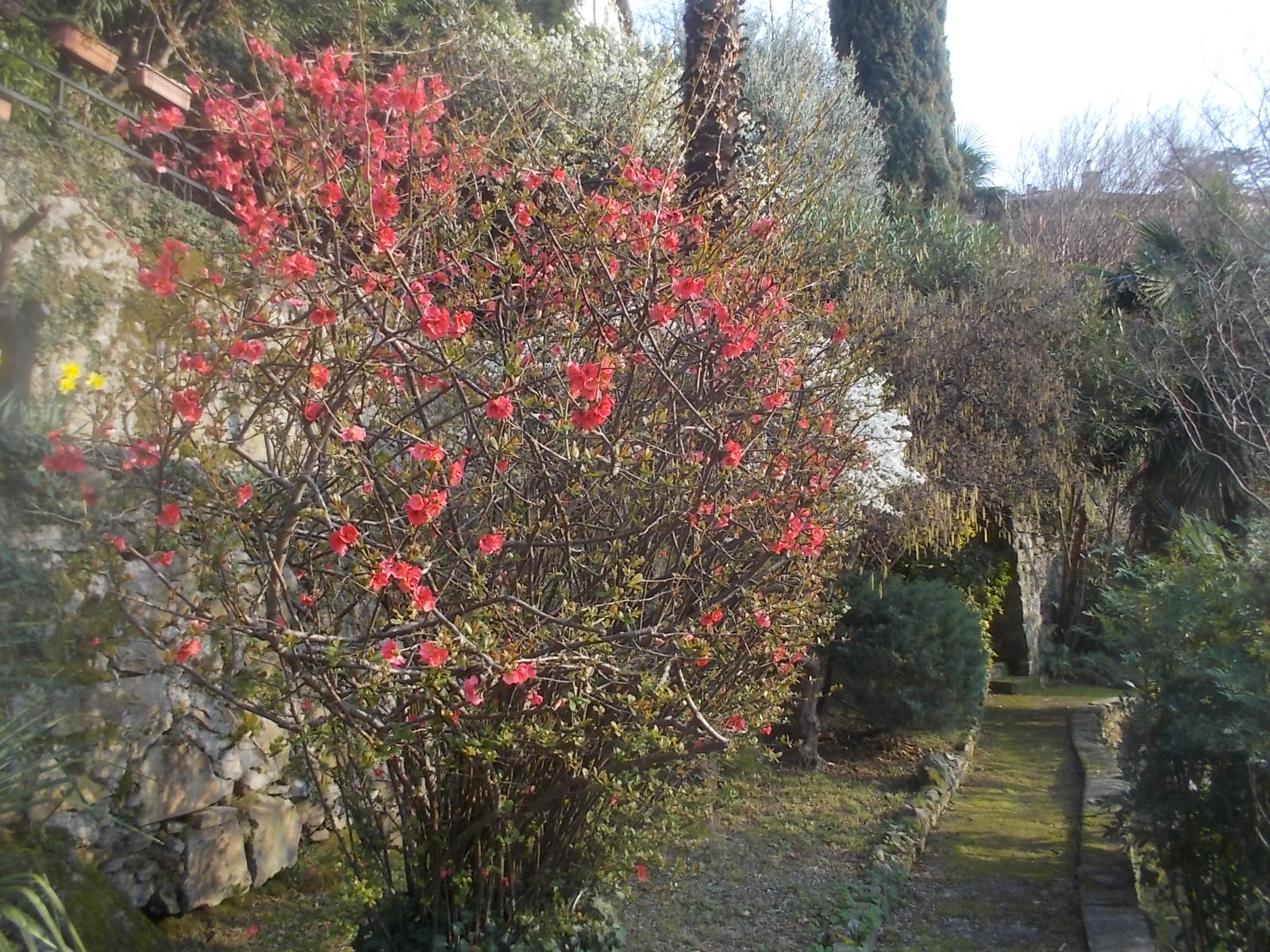 la bellezza del COTOGNO giapponese e la preparazione del PRUGNO ...